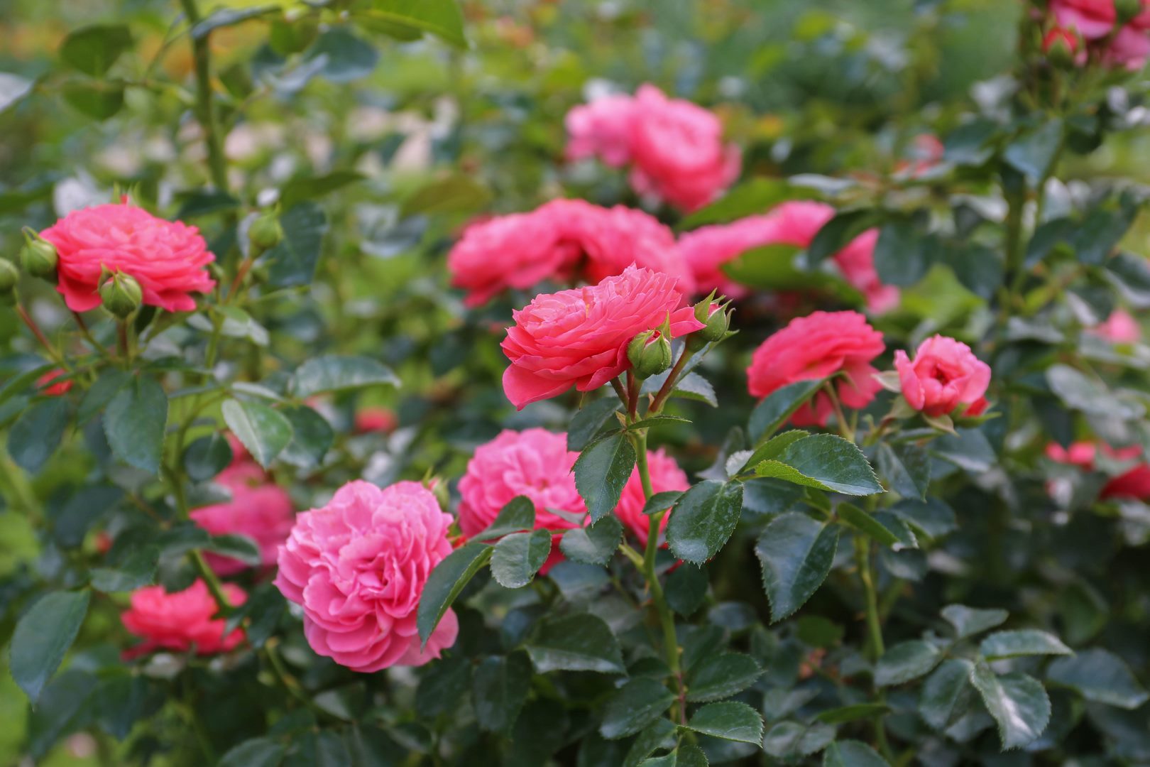 Roseraie André Eve de Morailles, renaissance d'un jardin Pithiviers-le ...